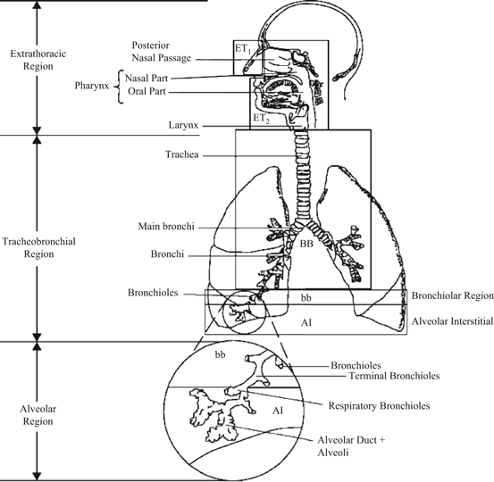 Particle Deposition in the Human Respiratory Tract | SpringerLink
