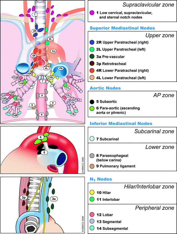 Lung | SpringerLink