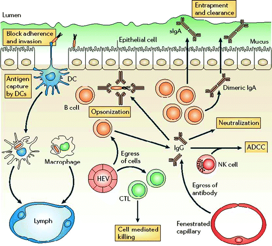 The Immune System of Breast Milk: Antimicrobial and Anti-inflammatory ...