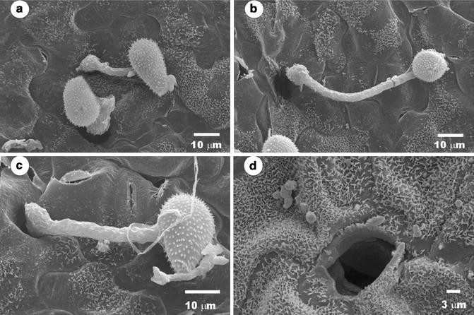 Scanning Electron Microscopy for Fungal Sample Examination | SpringerLink