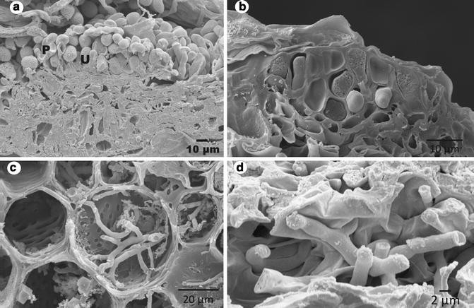 Scanning Electron Microscopy for Fungal Sample Examination | SpringerLink