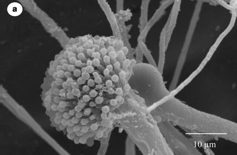 Scanning Electron Microscopy for Fungal Sample Examination | SpringerLink