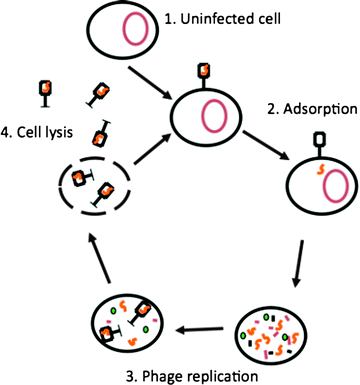Bacteria–Virus Coevolution | SpringerLink