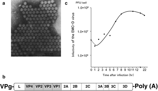 Encephalomyocarditis Virus | SpringerLink