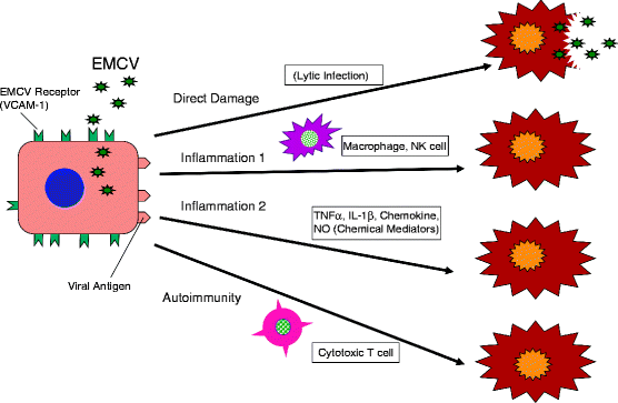 Encephalomyocarditis Virus | SpringerLink