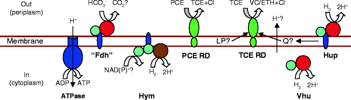 Dehalococcoides and Reductive Dechlorination of Chlorinated Solvents ...