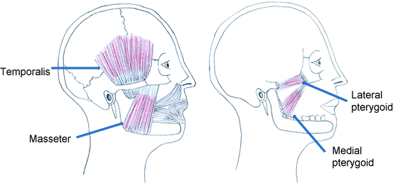 Masticatory Muscle Structure and Function | SpringerLink