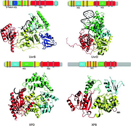 DNA Helicases in NER, BER, and MMR | SpringerLink