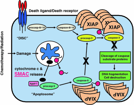 Defective Apoptosis Signaling in Cancer | SpringerLink