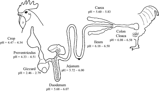Poultry Intestinal Microbiota: Animal Health and Food Safety ...