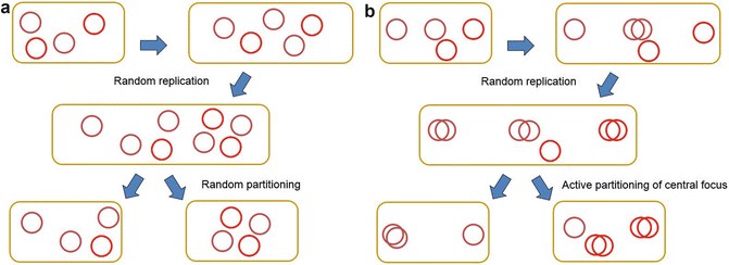 Plasmid Incompatibility | SpringerLink