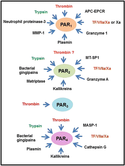 Proteinase-Activated Receptors (PARs) | SpringerLink