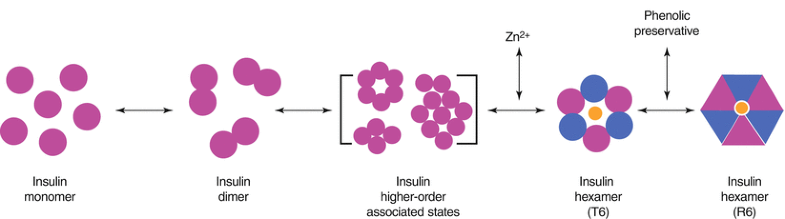 Insulin | SpringerLink
