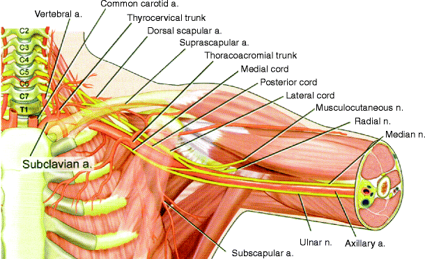 Brachial Plexopathies | SpringerLink