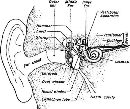 The Auditory System | SpringerLink