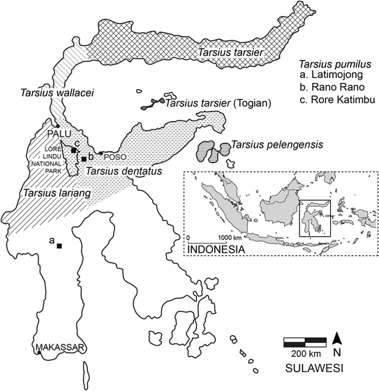 Altitudinal Distribution and Ranging Patterns of Pygmy Tarsiers ...
