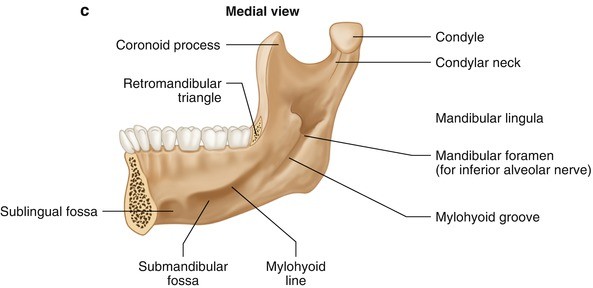 Anatomy of the Head and Neck | SpringerLink
