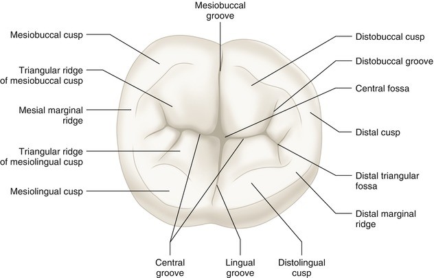 Oral Anatomy | SpringerLink