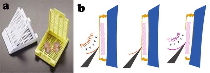 Brain Tissue Preparation, Sectioning, and Staining | SpringerLink
