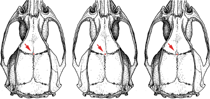 Brain Stereotaxic Injection | SpringerLink