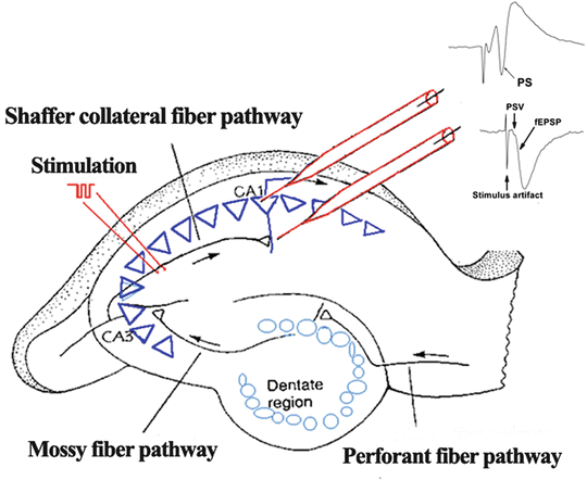 Techniques for Extracellular Recordings | SpringerLink
