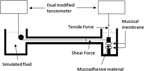 Mucoadhesion and Characterization of Mucoadhesive Properties | SpringerLink