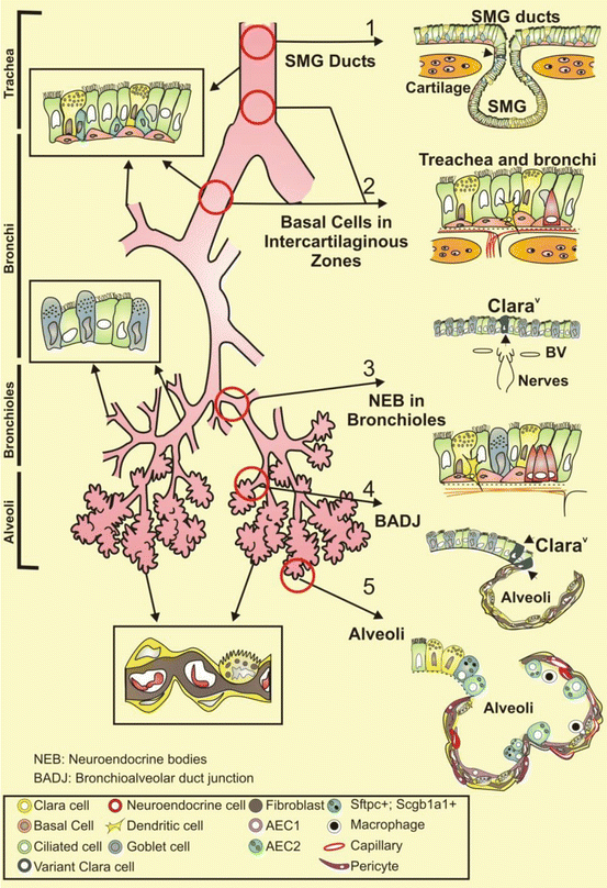 Adult Lung Stem Cells | SpringerLink