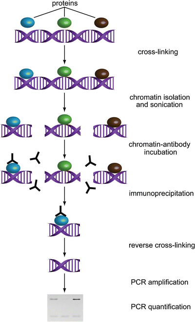 Chromatin Immunoprecipitation Protocol for Histone Modifications and ...