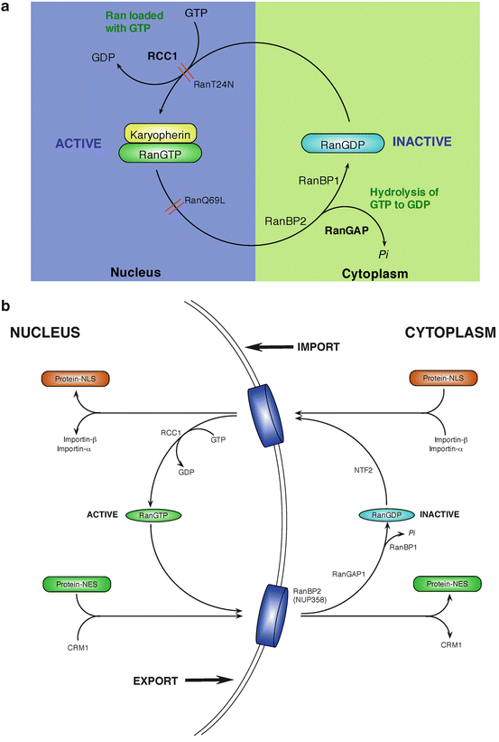 Ran GTPase in Nuclear Envelope Formation and Cancer Metastasis ...