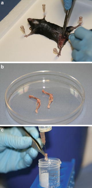 Bone Marrow Chimera Experiments to Determine the Contribution of ...