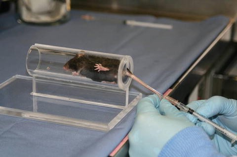 Bone Marrow Chimera Experiments to Determine the Contribution of ...