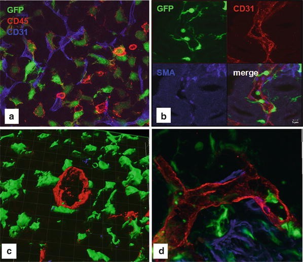 Bone Marrow Chimera Experiments to Determine the Contribution of ...