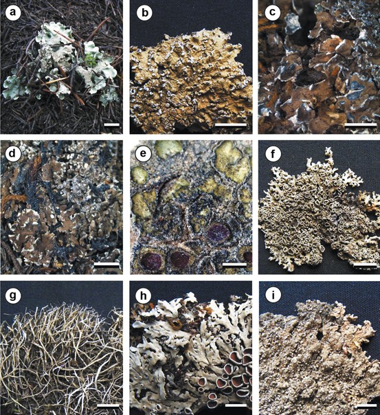 Terricolous Lichens of India: Taxonomic Keys and Description | SpringerLink
