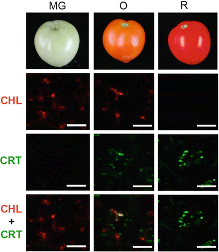 Confocal Laser Scanning Microscopy Detection of Chlorophylls and ...