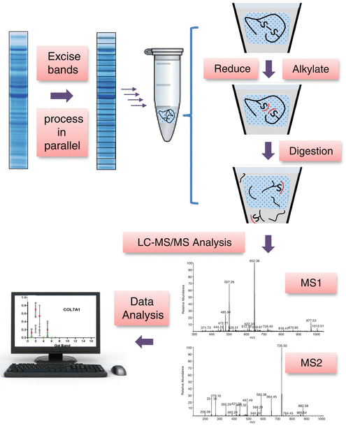 GeLC-MS/MS Analysis of Complex Protein Mixtures | SpringerLink