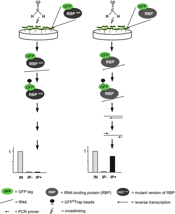 The RIPper Case: Identification of RNA-Binding Protein Targets by RNA ...