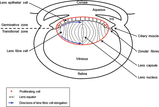 Stem Cells and the Ocular Lens: Implications for Cataract Research and ...
