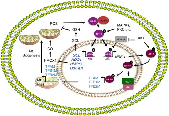 Regulation of Mitochondrial Functions by Transcription Factor NRF2 ...