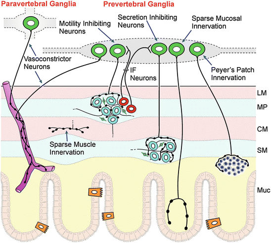 The Enteric Nervous System and Gastrointestinal Innervation: Integrated ...