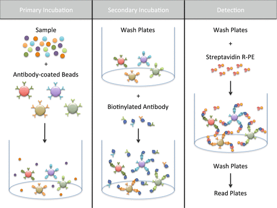 Quantification of Multiple Cytokines and Chemokines Using Cytometric ...