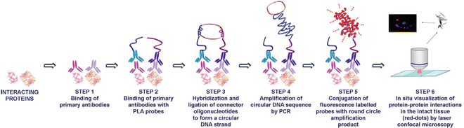The “In Situ” Proximity Ligation Assay to Probe Protein–Protein ...