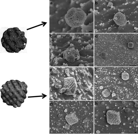 Cubosomes: Structure, Preparation and Use as an Antigen Delivery System ...