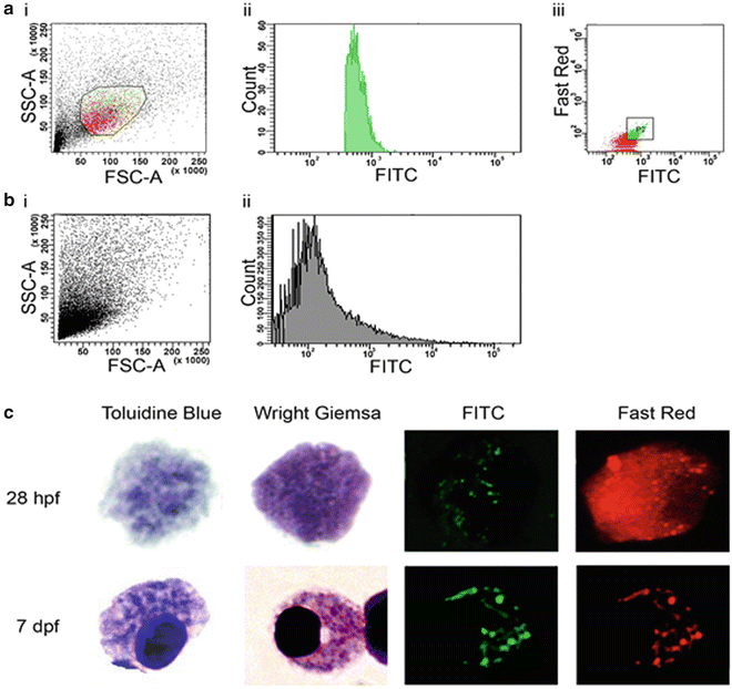 Mast Cell Development and Function in the Zebrafish | SpringerLink