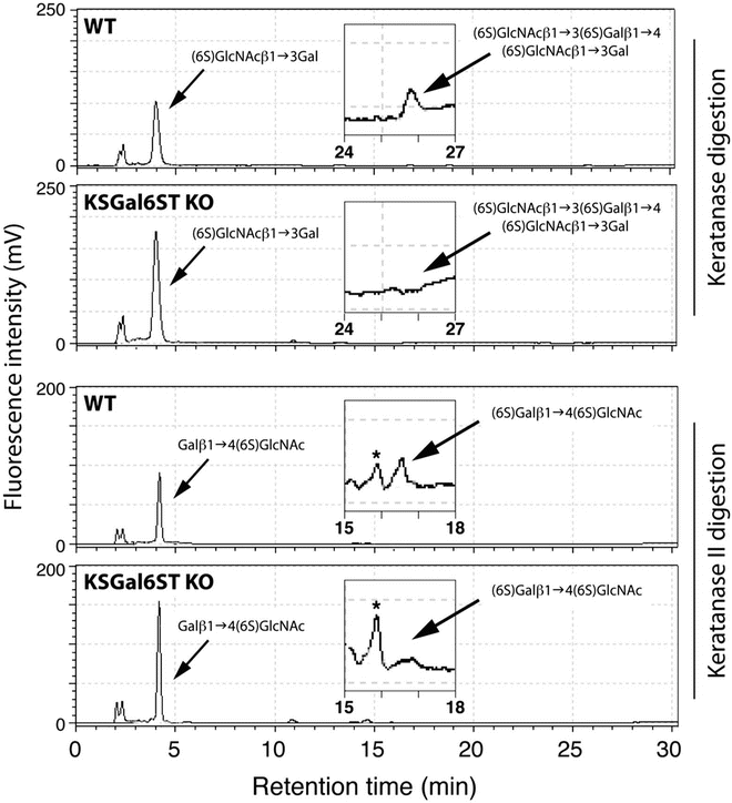 Keratan Sulfate: Biosynthesis, Structures, and Biological Functions ...