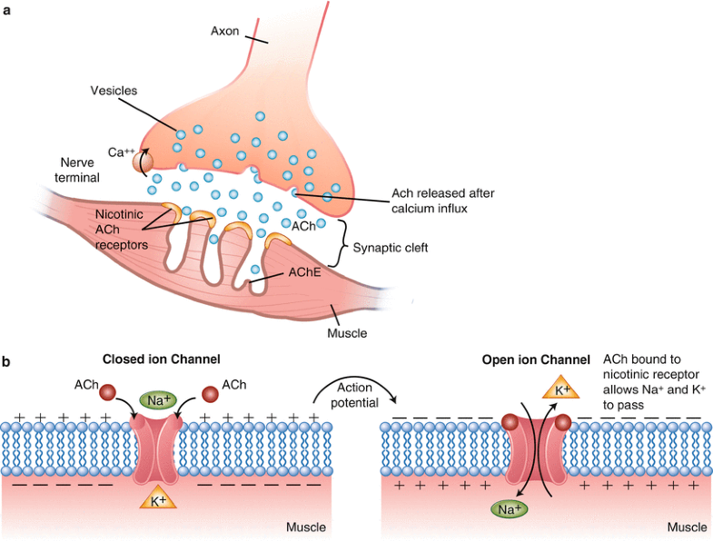 Neuromuscular Blocking and Reversal Agents | SpringerLink