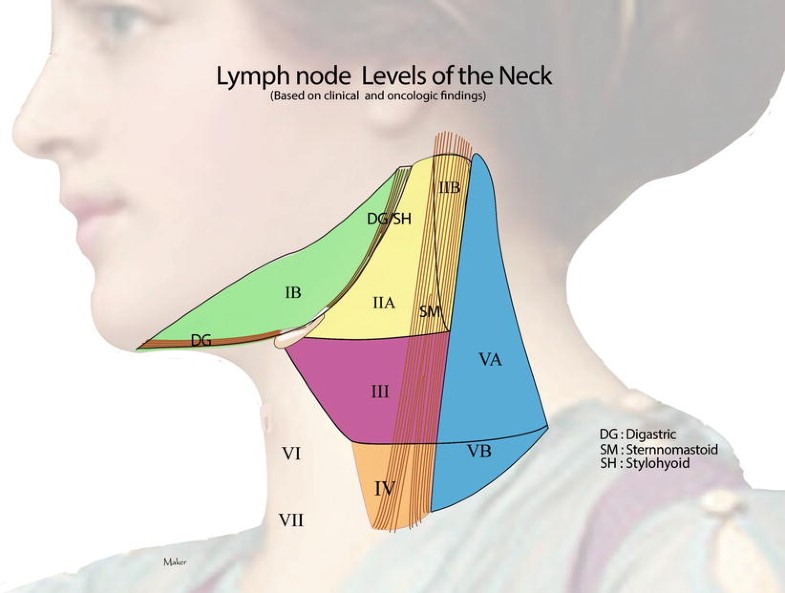 The Neck | SpringerLink