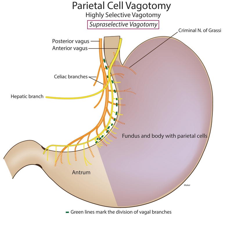 Stomach | SpringerLink