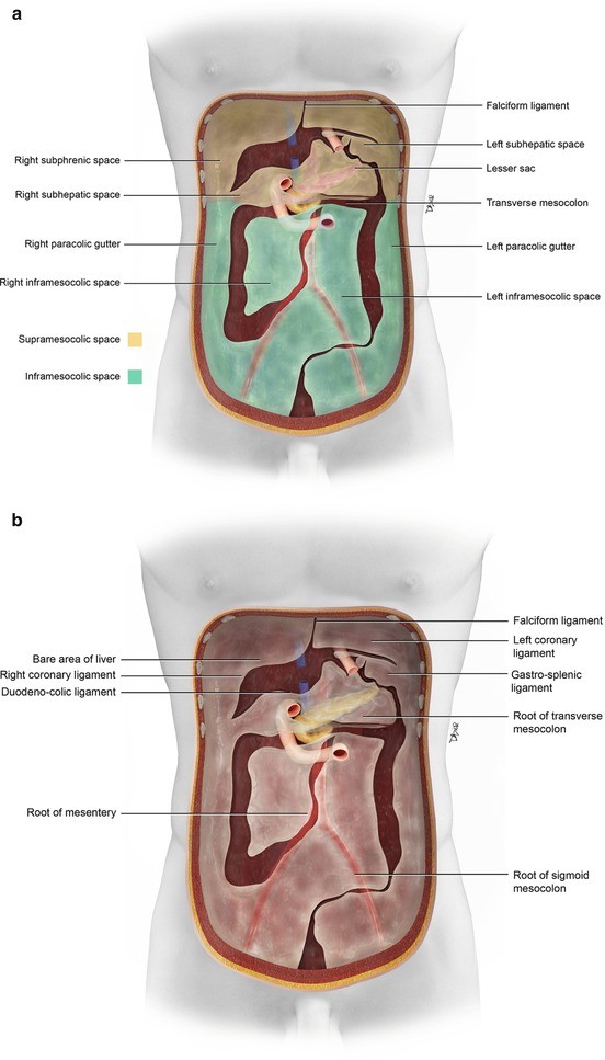 The Peritoneum | SpringerLink