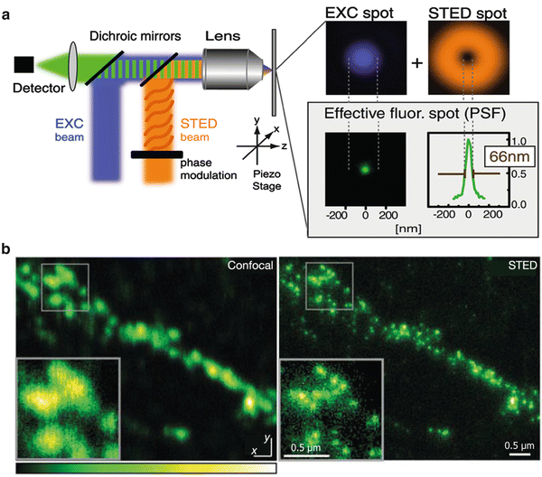 Application of STED Microscopy to Cell Biology Questions | SpringerLink