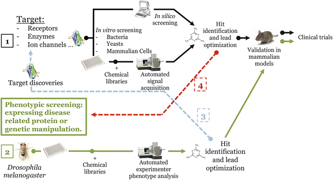 Small-Molecule Screening Using Drosophila Models of Human Neurological ...